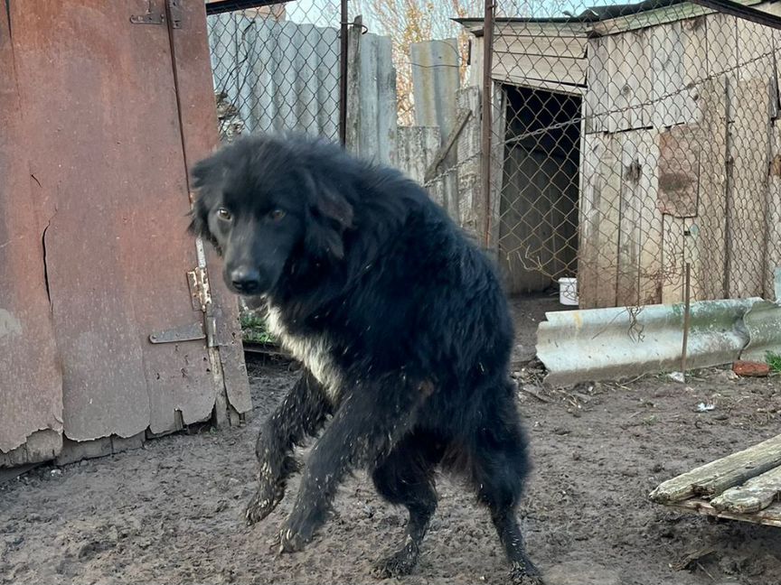 Собаки подростки ищут дом