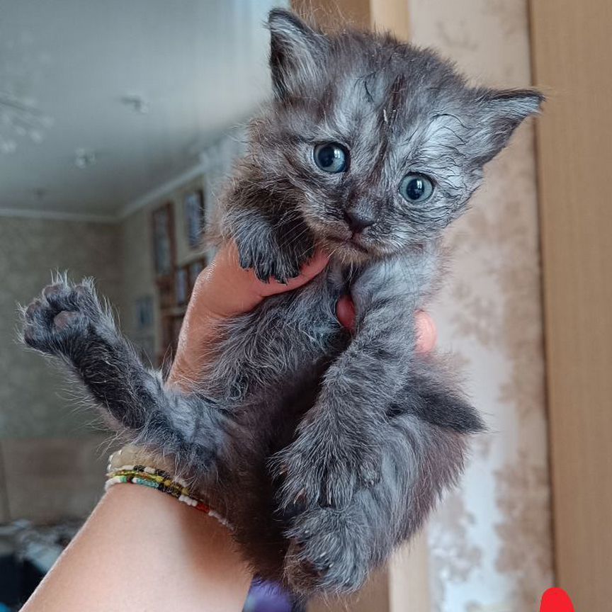 Котёнок в добрые руки