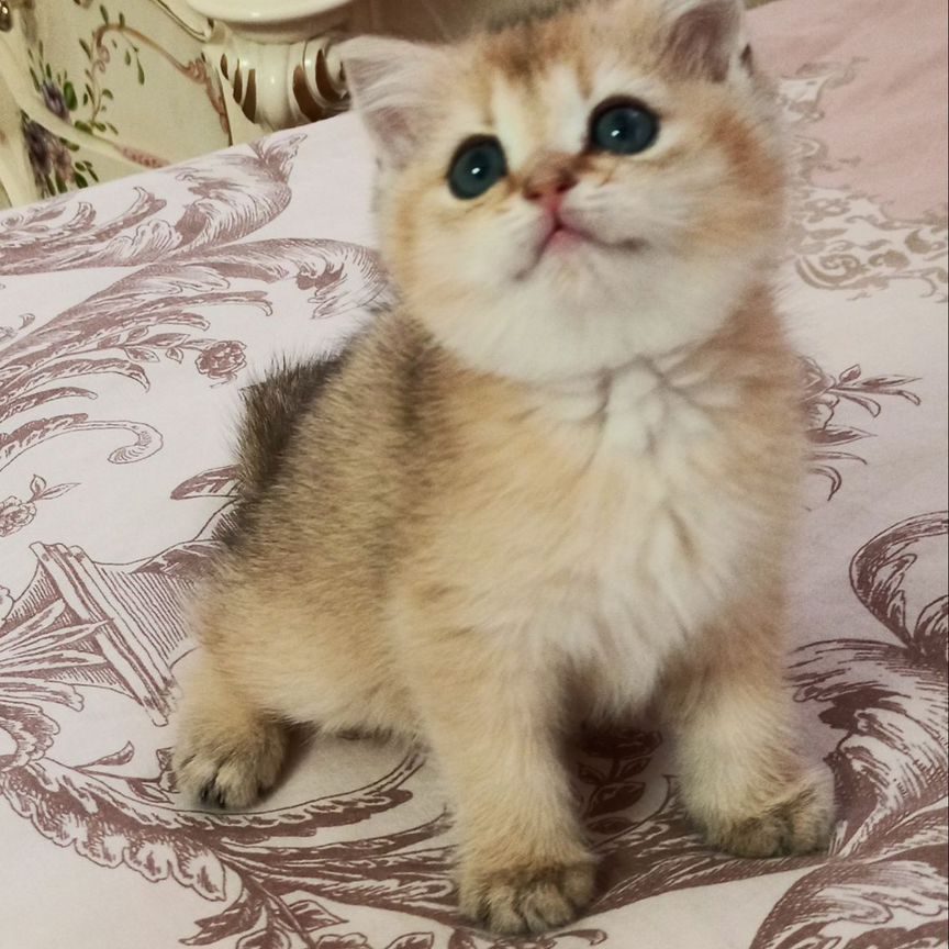 Золотые мальчиши бриташи