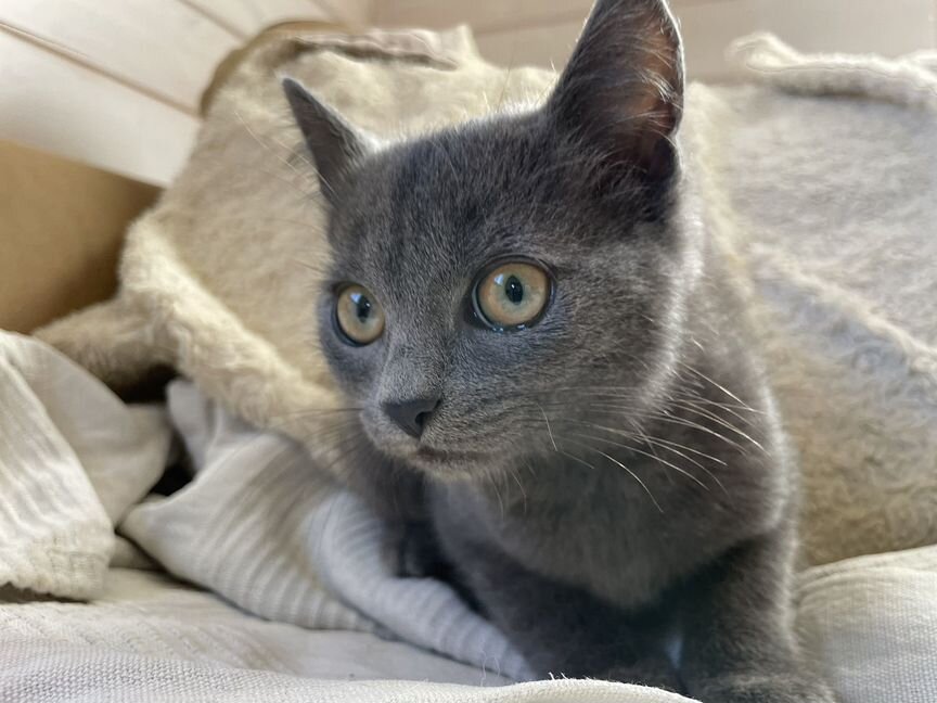 Котенок мальчик 2,5 месяца
