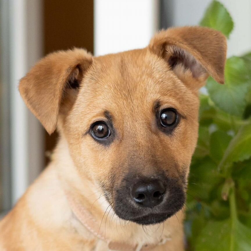 Щенок в добрые руки