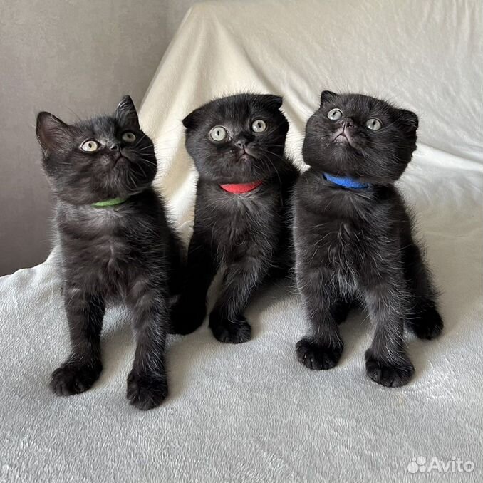 Шотландские котята шоколадного цвета
