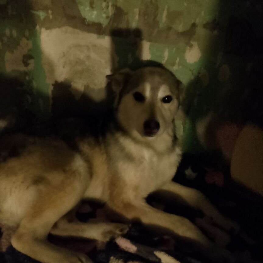 Сибирский хаски, щенок