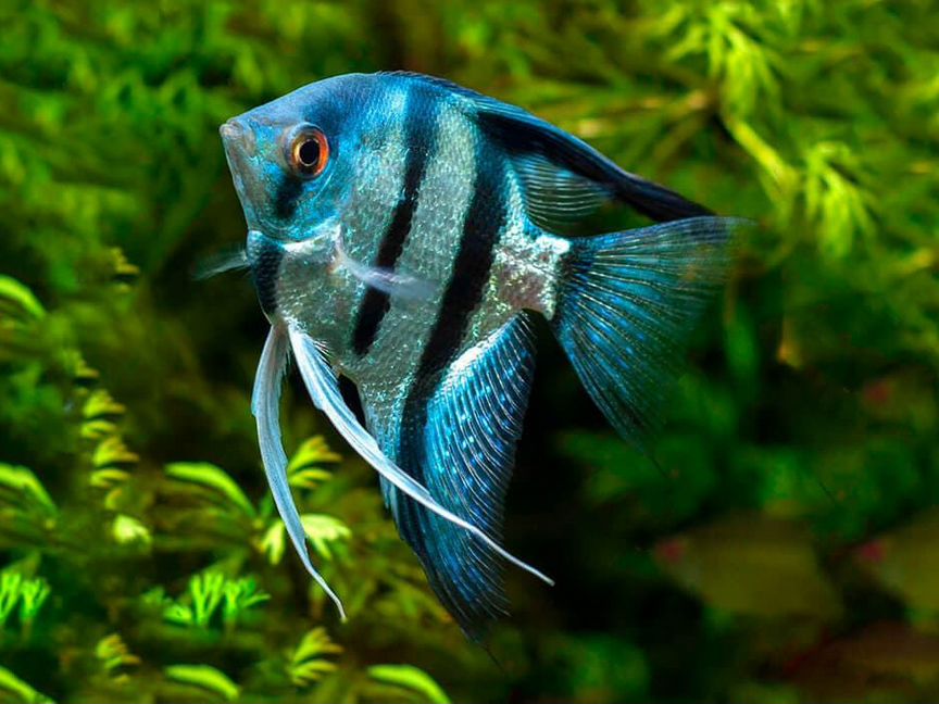 Скалярия голубой ангел (малыши)