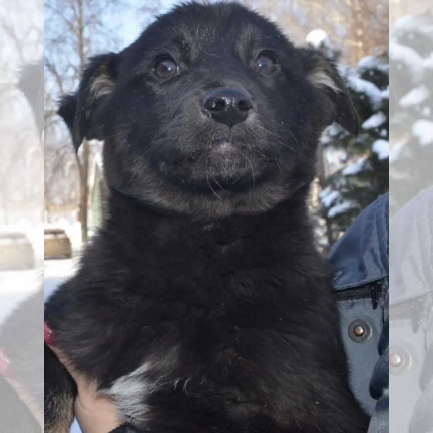 Щенок в добрые руки