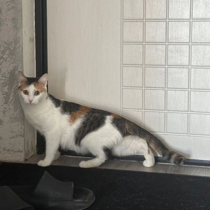 Взрослая, кошка в добрые руки