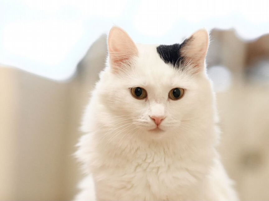 Ласковая Снежа в добрые руки