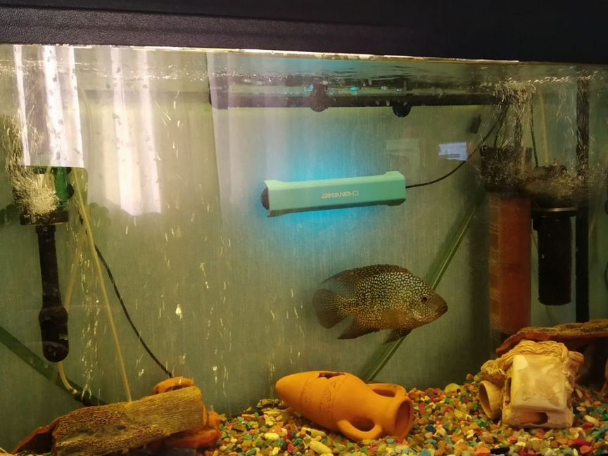 Аквариумные рыбки цихлиды