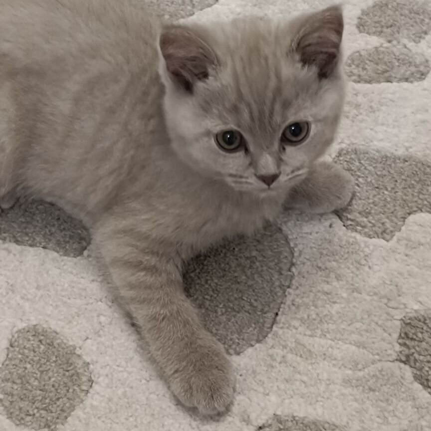 Шотландский вислоухий короткошёрстный котёнок