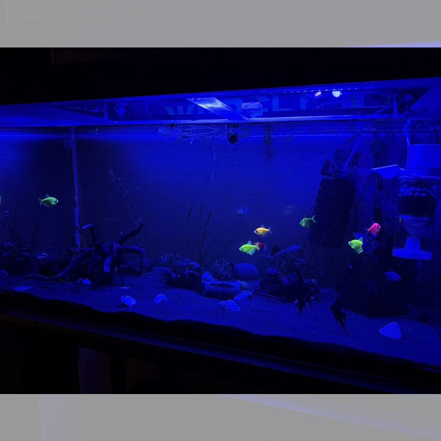 Аквариум с рыбками