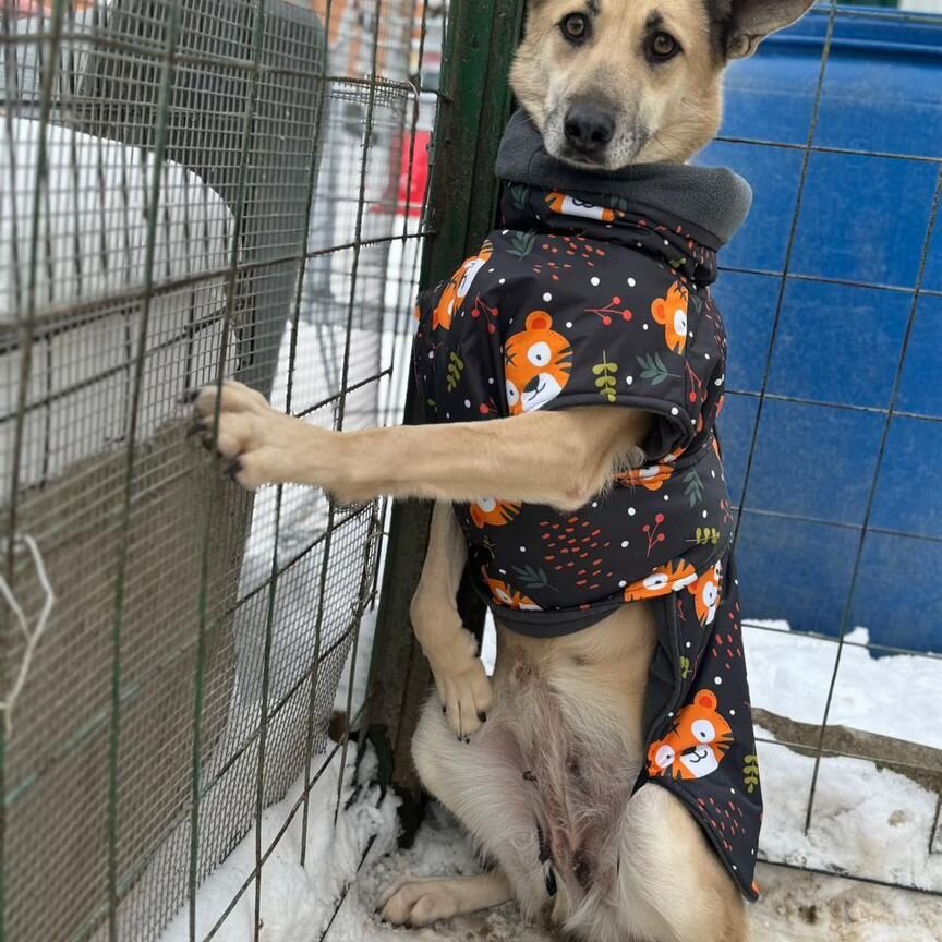 Собака из приюта