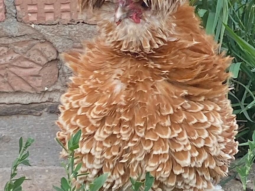 Падуан шамоа