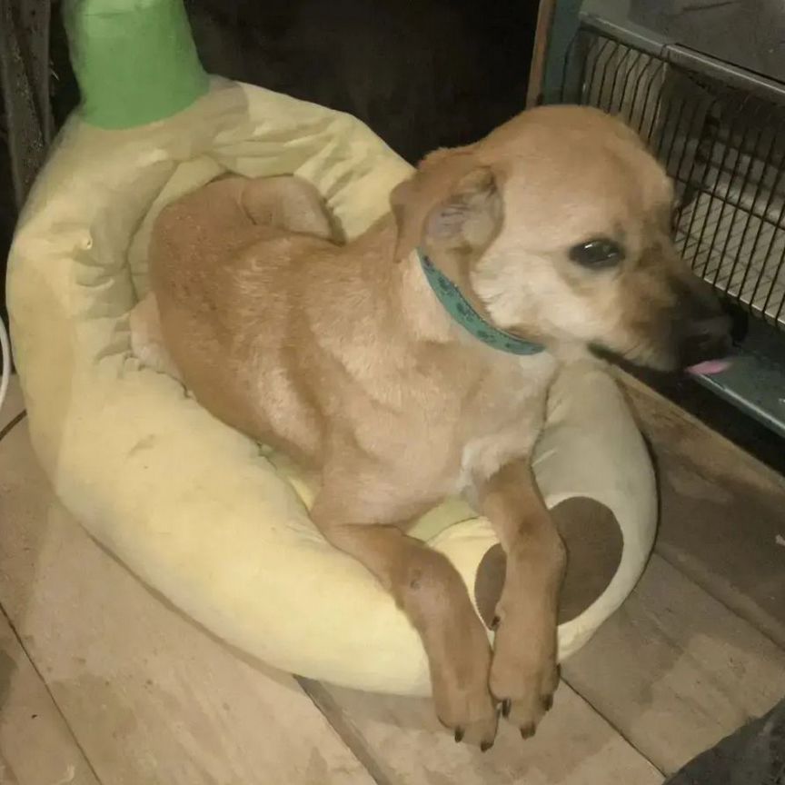 Взрослая собака в добрые руки