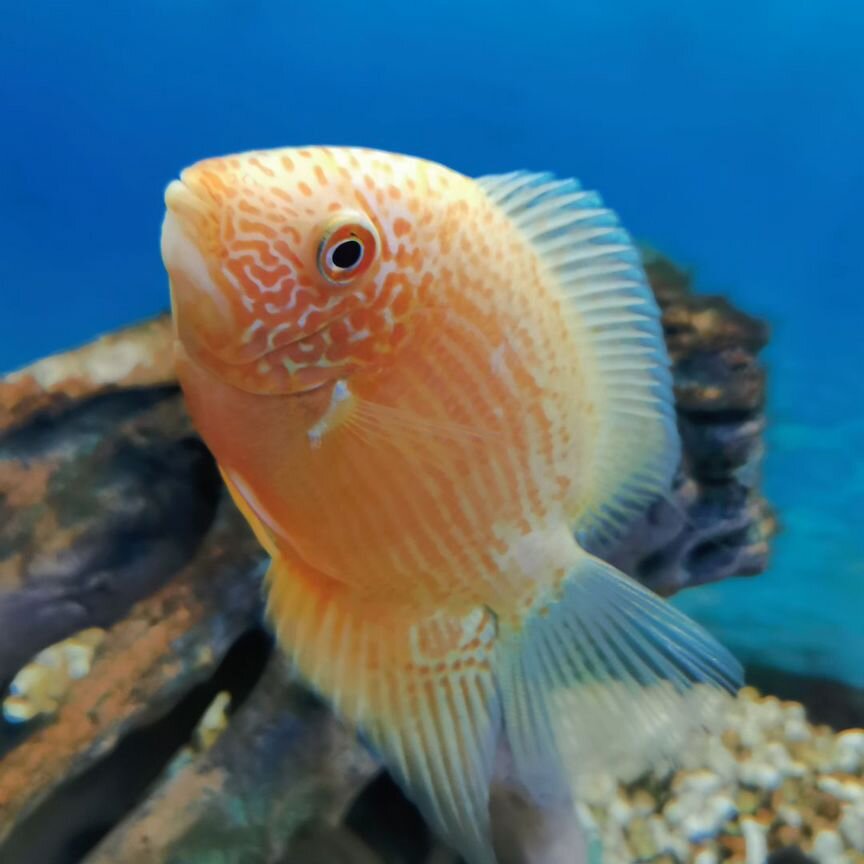 Аквариумные рыбки