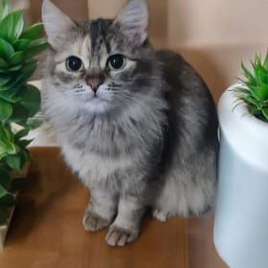 Красивая кошечка