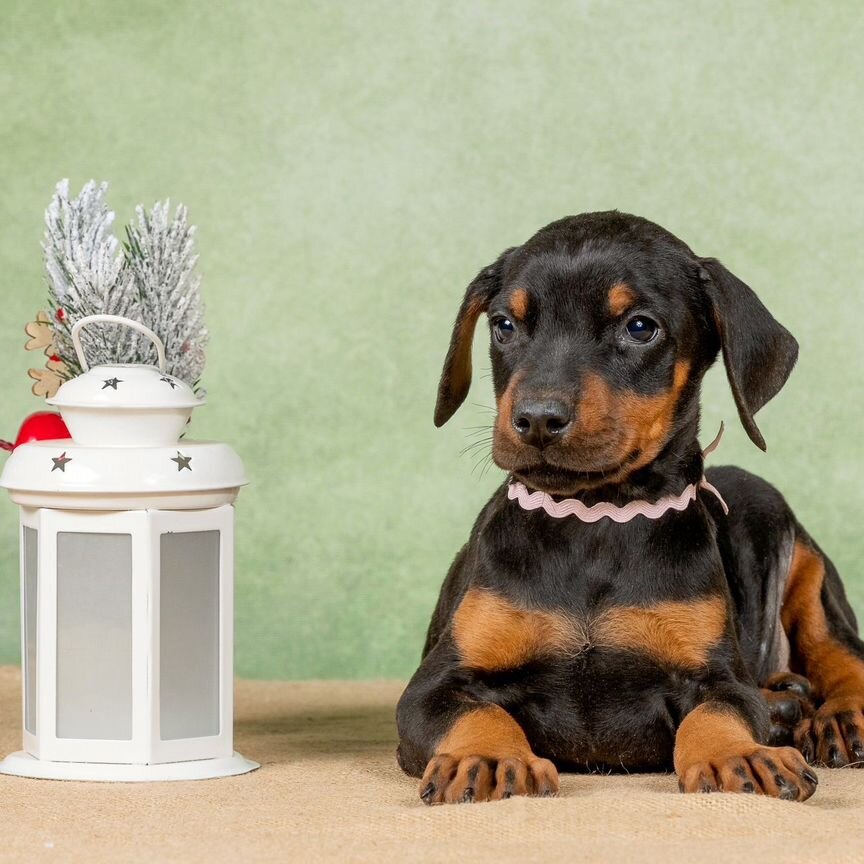 Доберман девочка