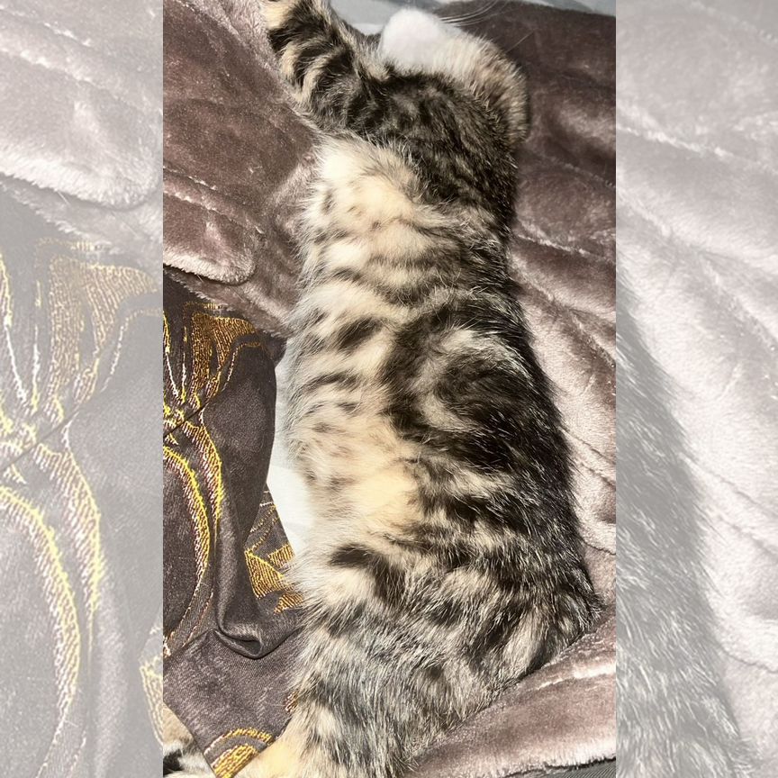 Ориентальный котёнок