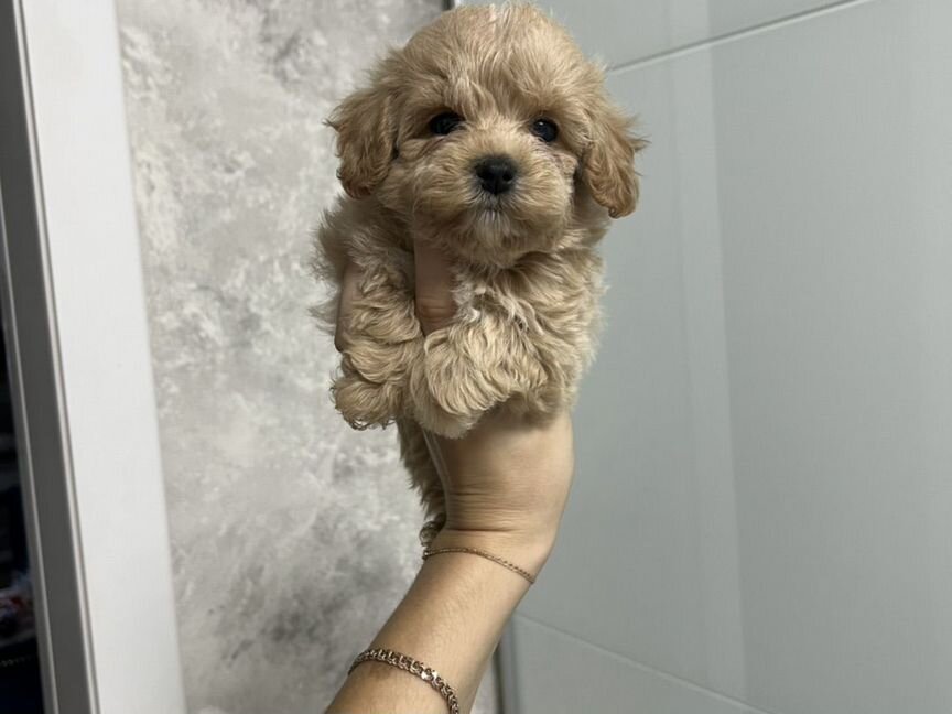 Мальтипу ф1 мини мальчик карамель Baby Face