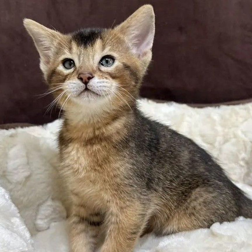 Чаузи котик Леонард
