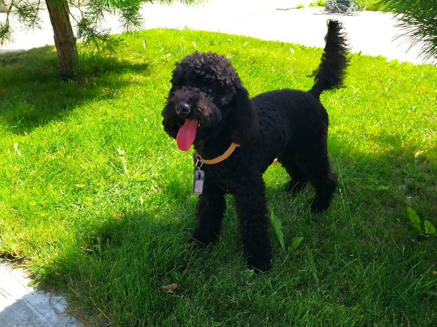 Ищем невесту