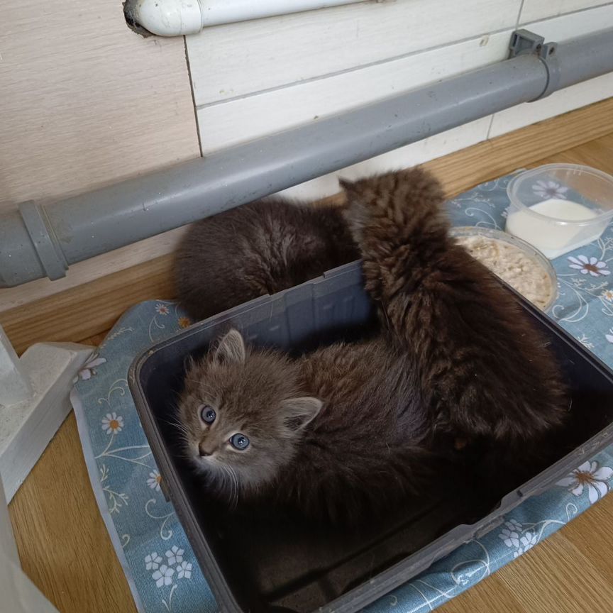 Отдам котят в добрые руки спб
