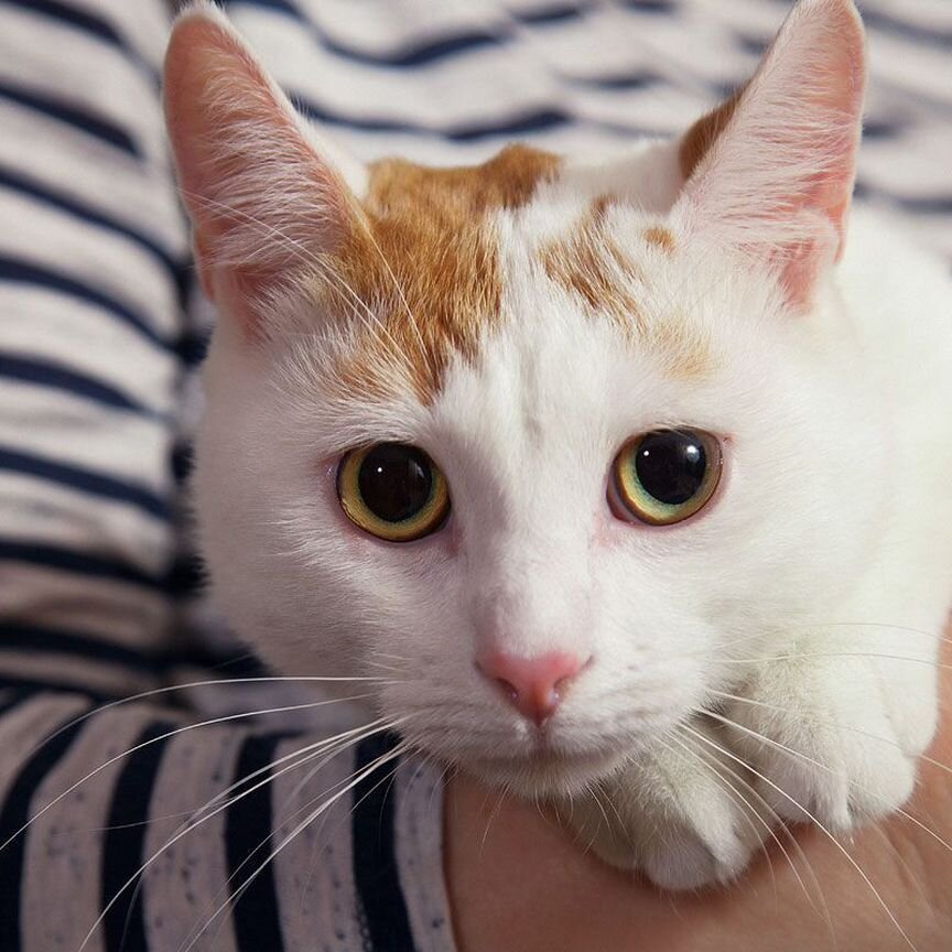 Кот в добрые руки бесплатно