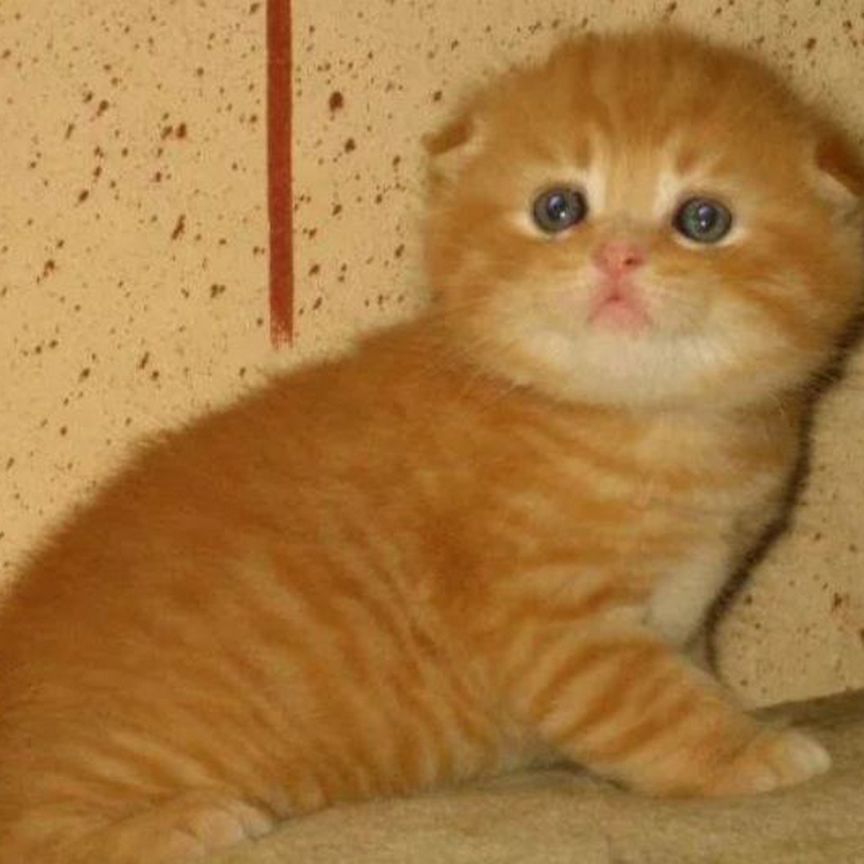 Шотландская вислоухая рыжуля