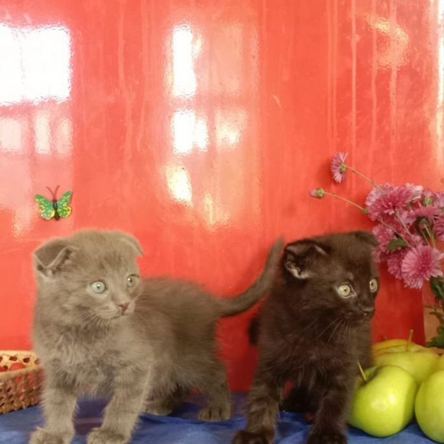 Шотландские котейки