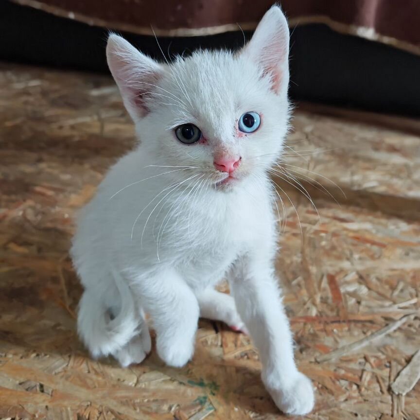 Котята отдам в добрые руки бесплатно