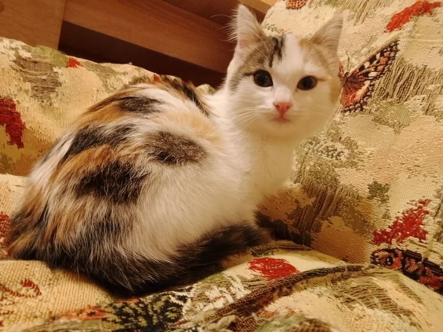 Кошечка 3-4 мес