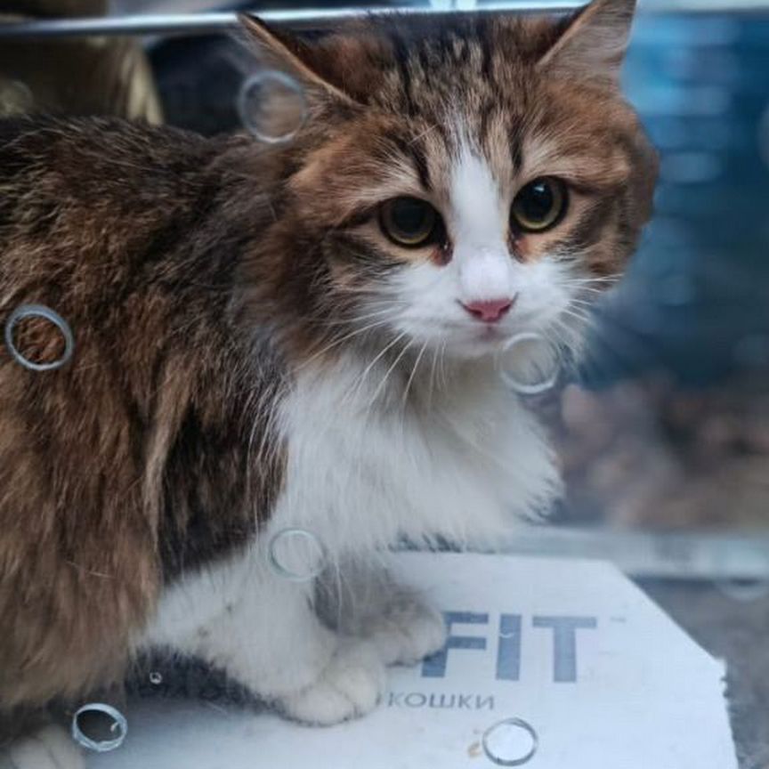 Взрослая, кошка в добрые руки