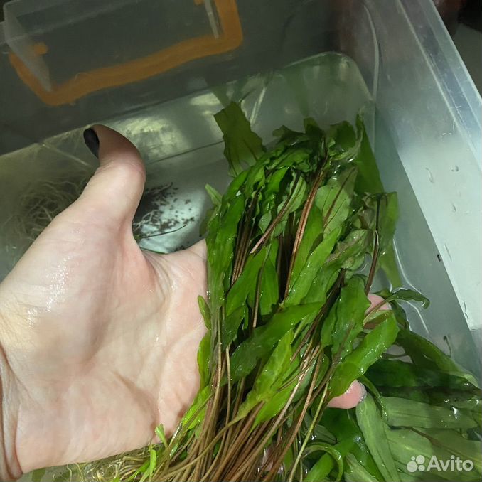 Куст криптокорины