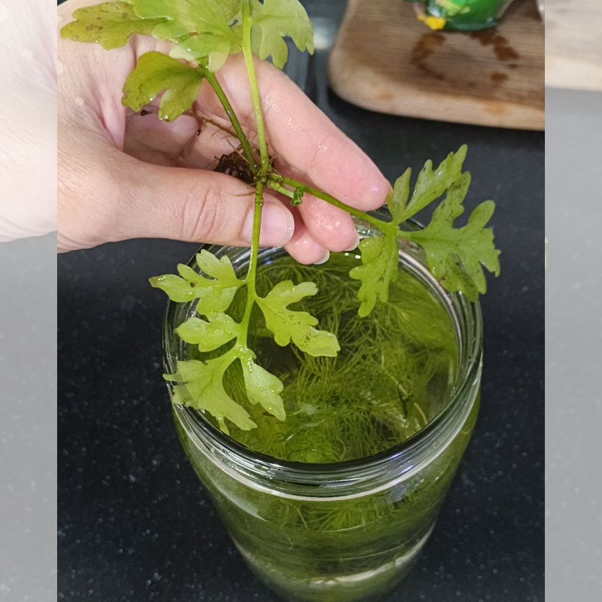 Аквариумные растения