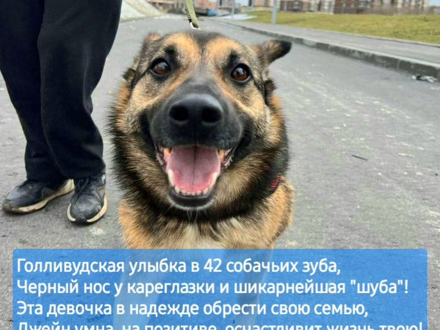 Красивая и умная собака ищет дом