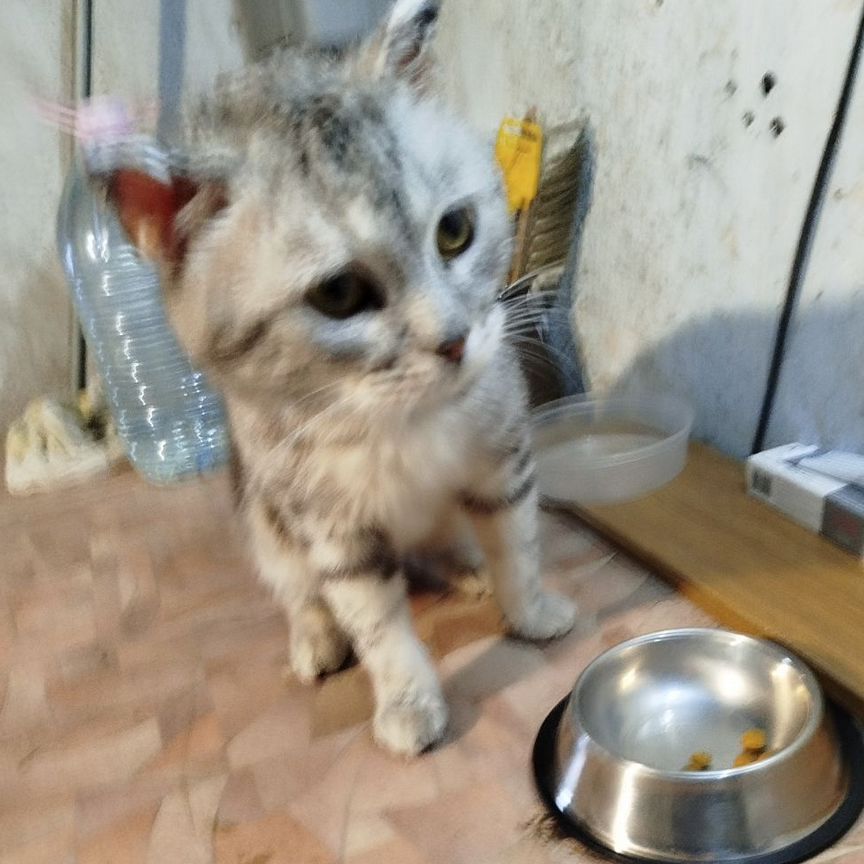 Абиссинский, взрослый кот