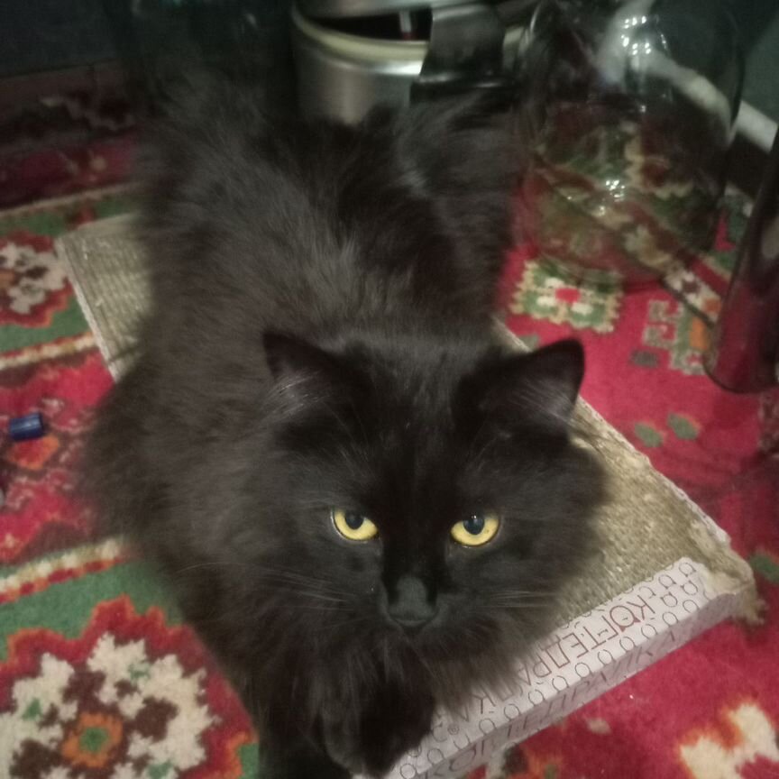 Кошка
