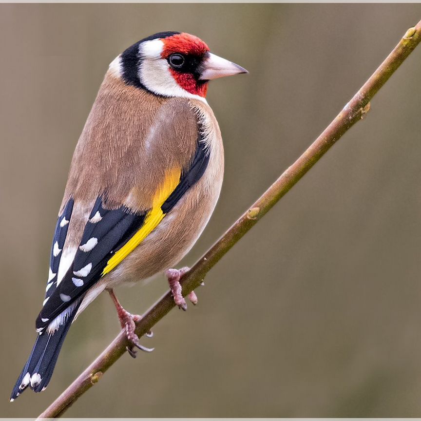 Певчие птицы