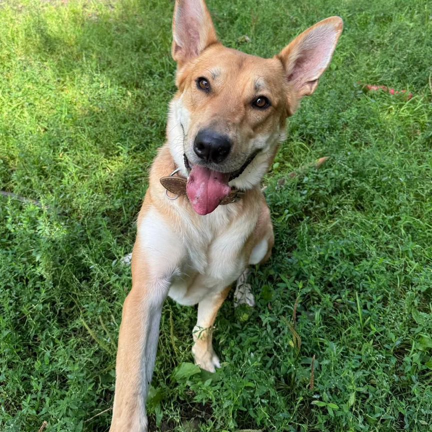 Был домашний стал ненужный