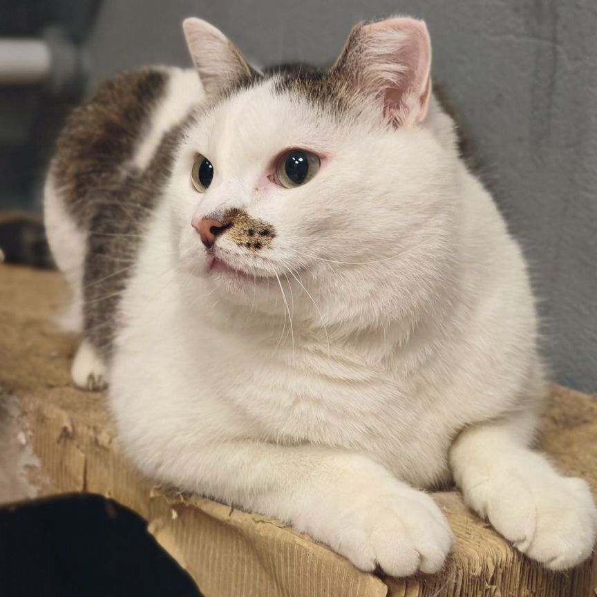 Взрослый кот в добрые руки