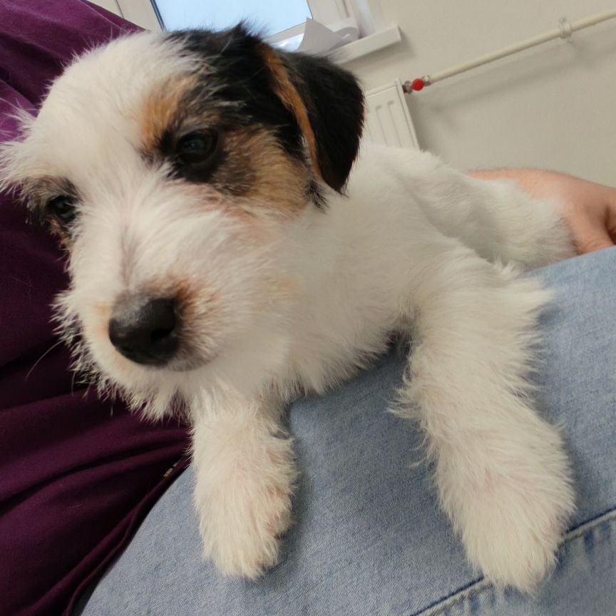 Джек-рассел-терьер, щенок