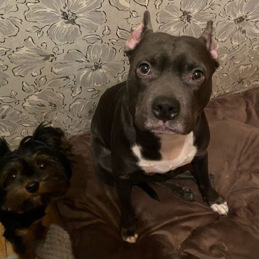 Йоркширский терьер