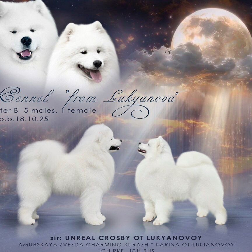 Самоедская собака, щенок