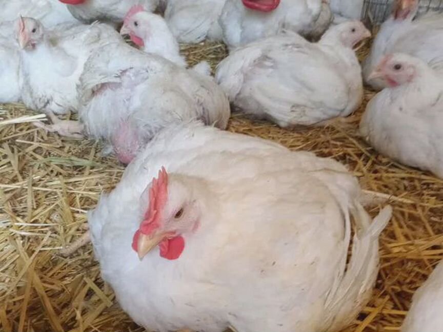 Продаются домашние фермерские Петушки на мясо