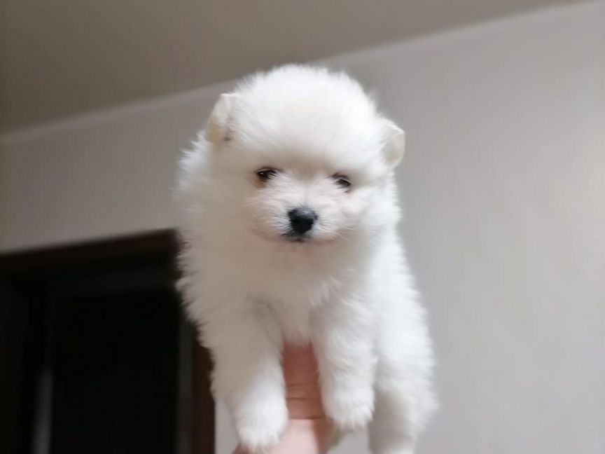 Девочка-малышка шпицуля