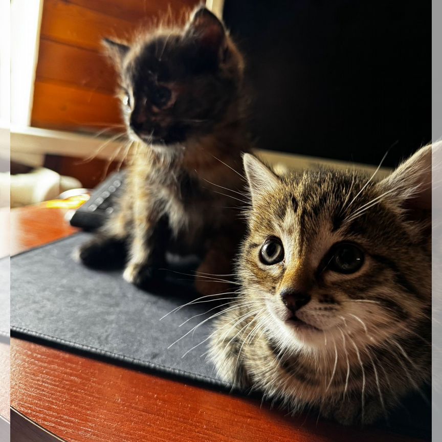 Отдам котят в хорошие руки