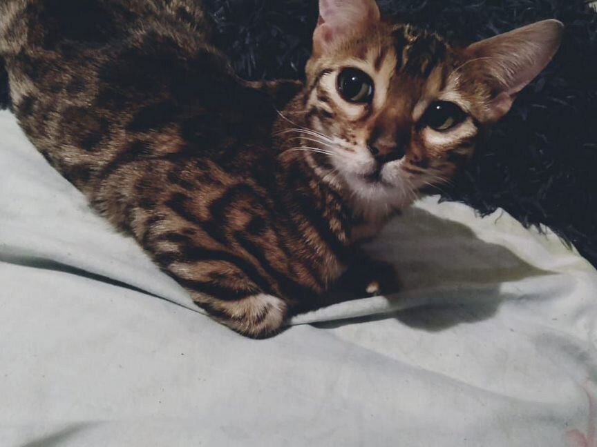 Бенгальская кошка