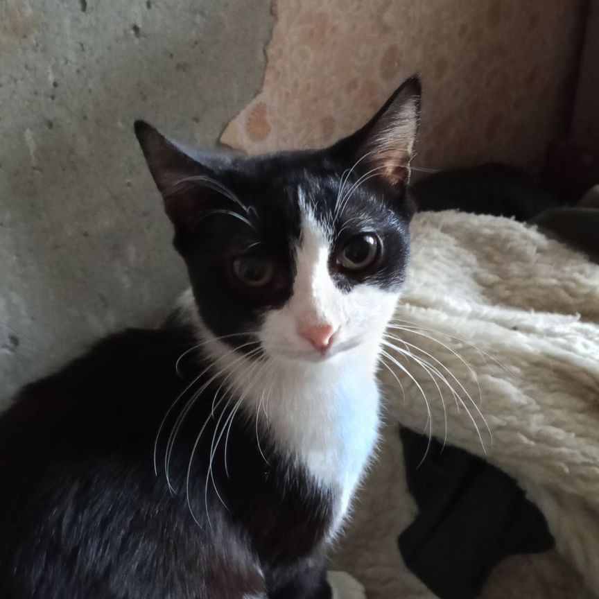 Взрослая кошка в добрые руки