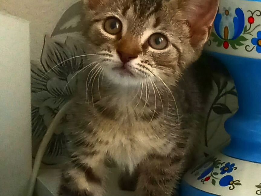 Ласковый,трогательный котенок, около 2 мес