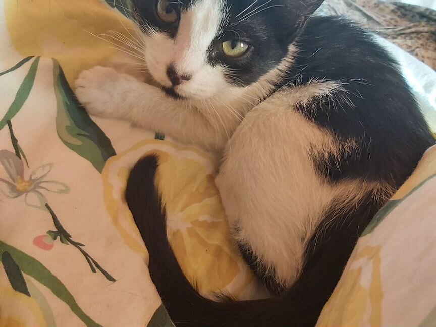 Бездомный котенок девочка в добрые руки