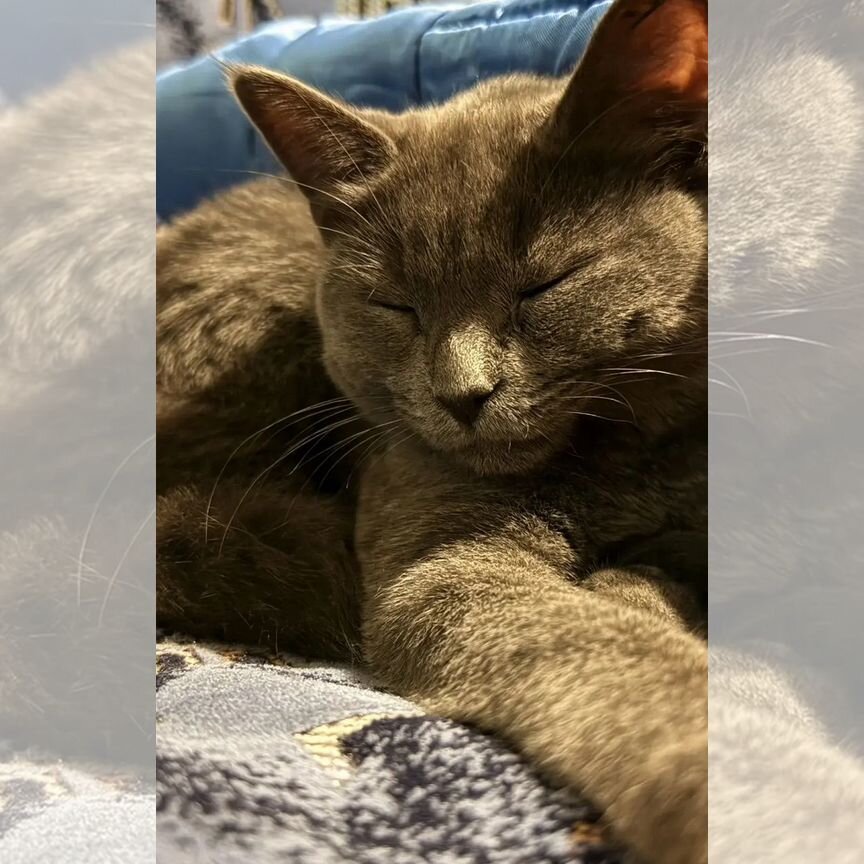 Британский короткошёрстный котёнок